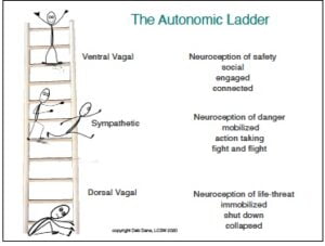 Polyvagal Theory and Practice - Anshin Psychotherapy